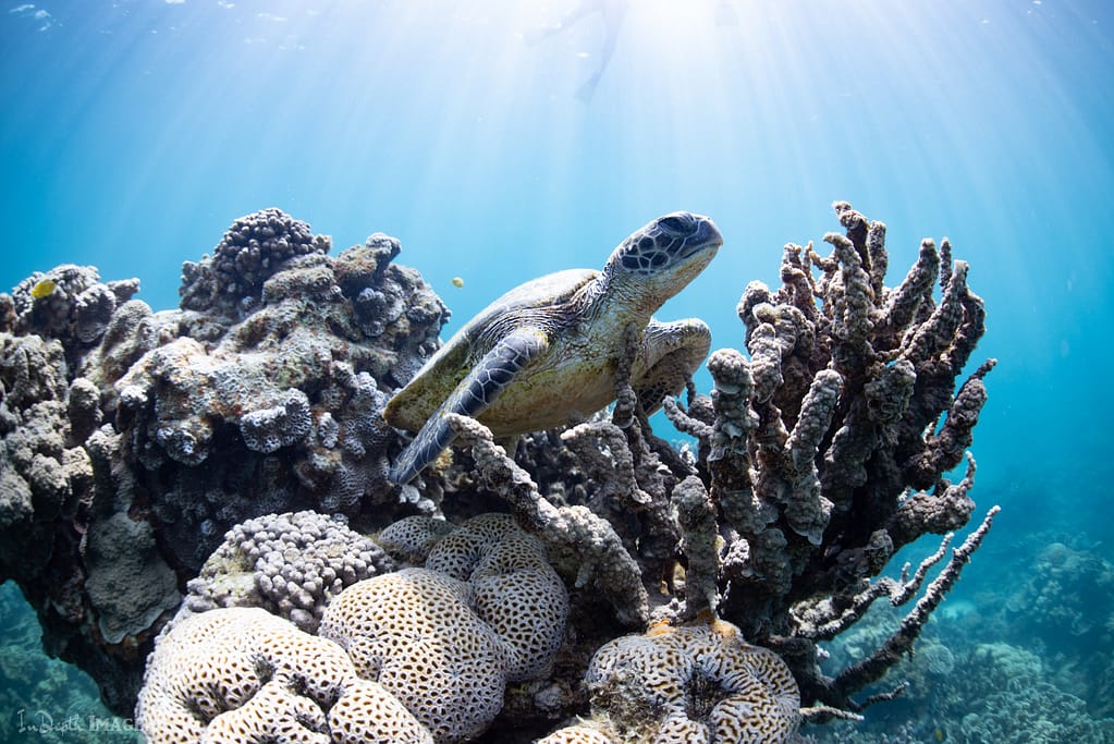 Glass Bottom Turtle Ecotour - Coral Bay - Book Today