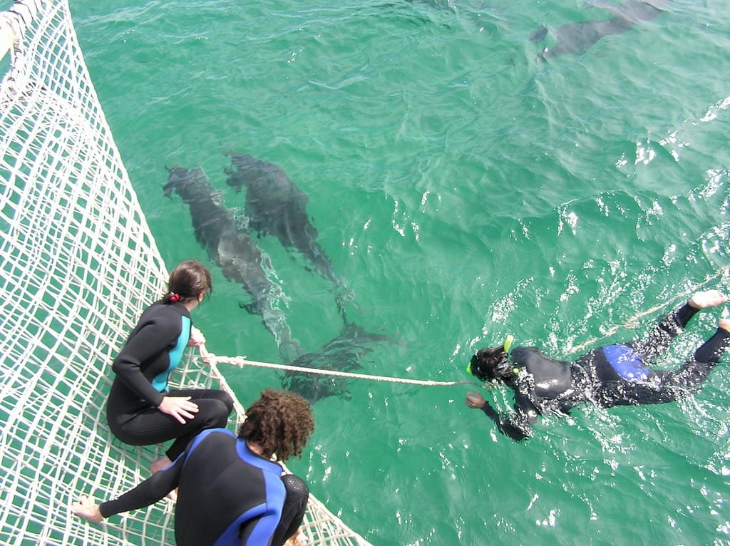Dolphin and Seal Swim - Queenscliff - Book Today