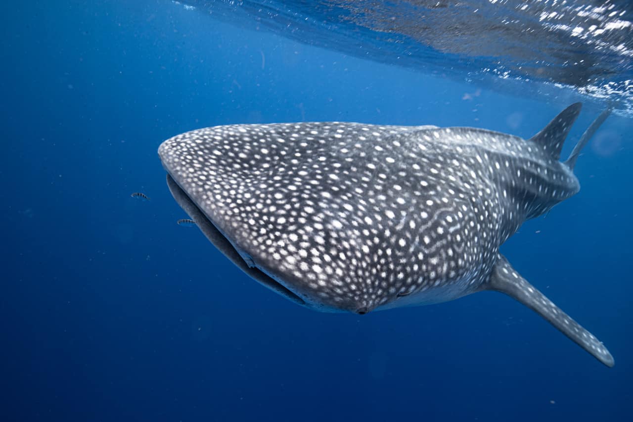 Identifying Whale Sharks - Salty Swims