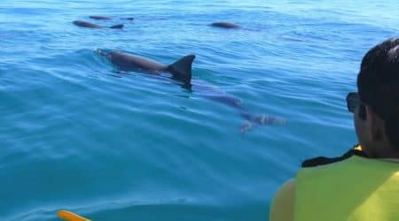 Double Island Point 4x4 and Kayak Tour - Book Today