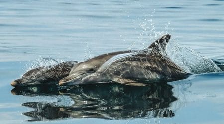 Snorkel Julian Rocks Nature Reserve - Book Today